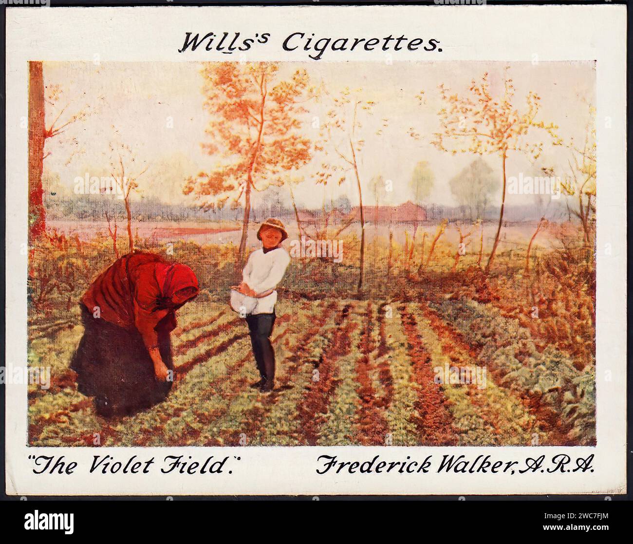 The Violet Field - Vintage Cigarette Card Illustration Stock Photo - Alamy