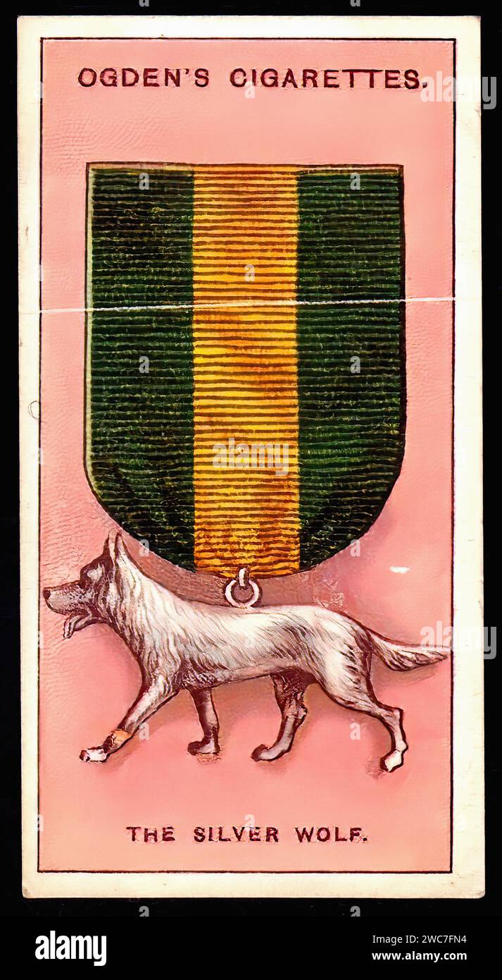 Boy Scouts Silver Wolf Medal - Vintage Cigarette Card Illustration ...