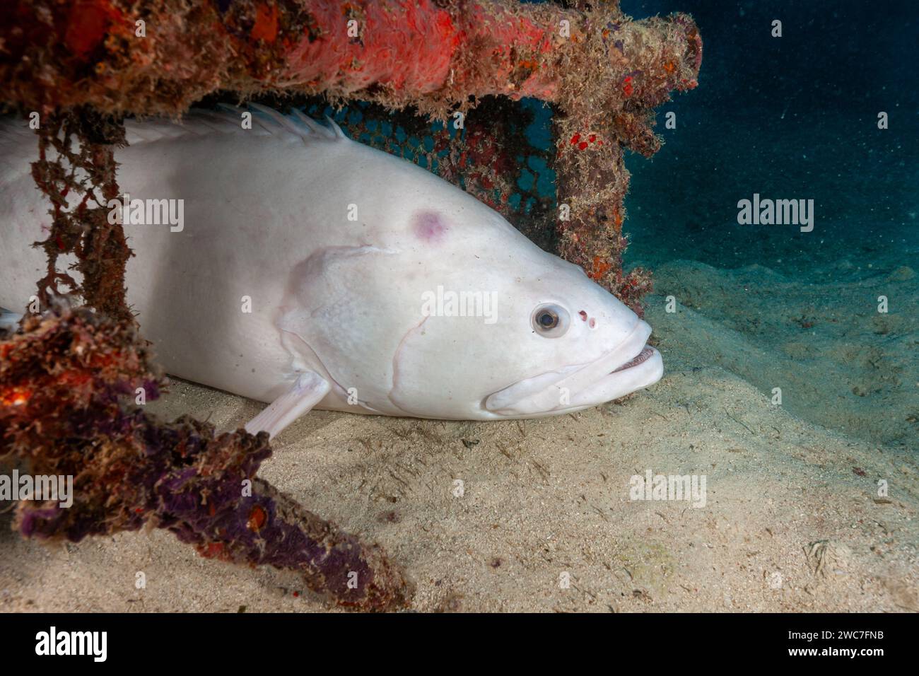 Malaysia, Sabah, Kapalai, White grouper Stock Photo - Alamy