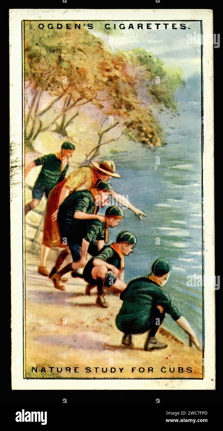 Cub Scouts - Nature Study - Vintage Cigarette Card Illustration Stock ...