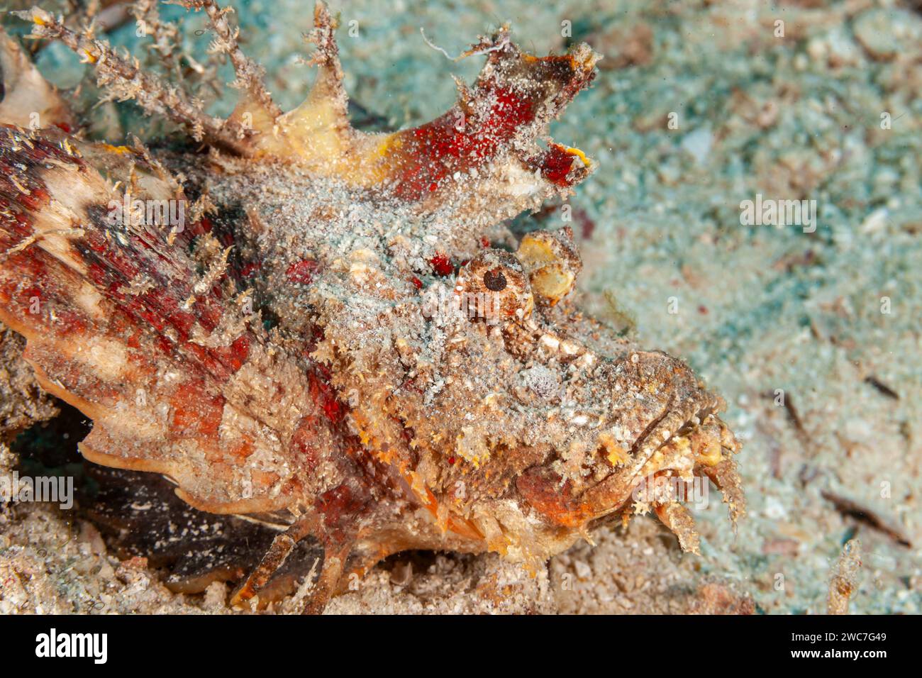 Malaysia, Sabah, Kapalai, Spiny Devilfish (Inimicus didactylus Stock ...