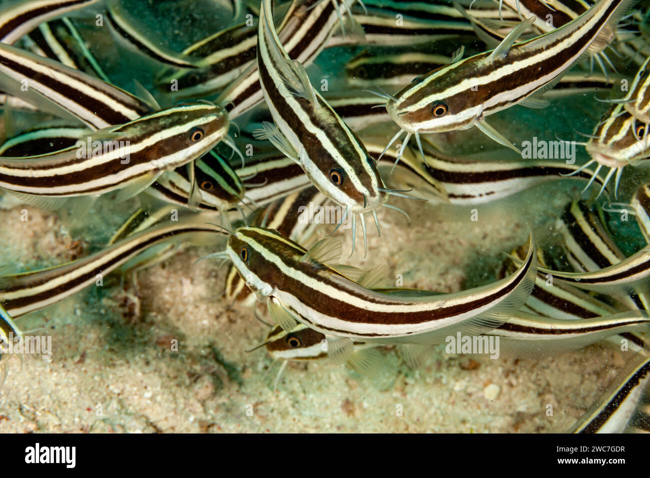 Malaysia, Sabah, Kapalai, Striped Eel Catfish (Plotosus lineatus Stock ...