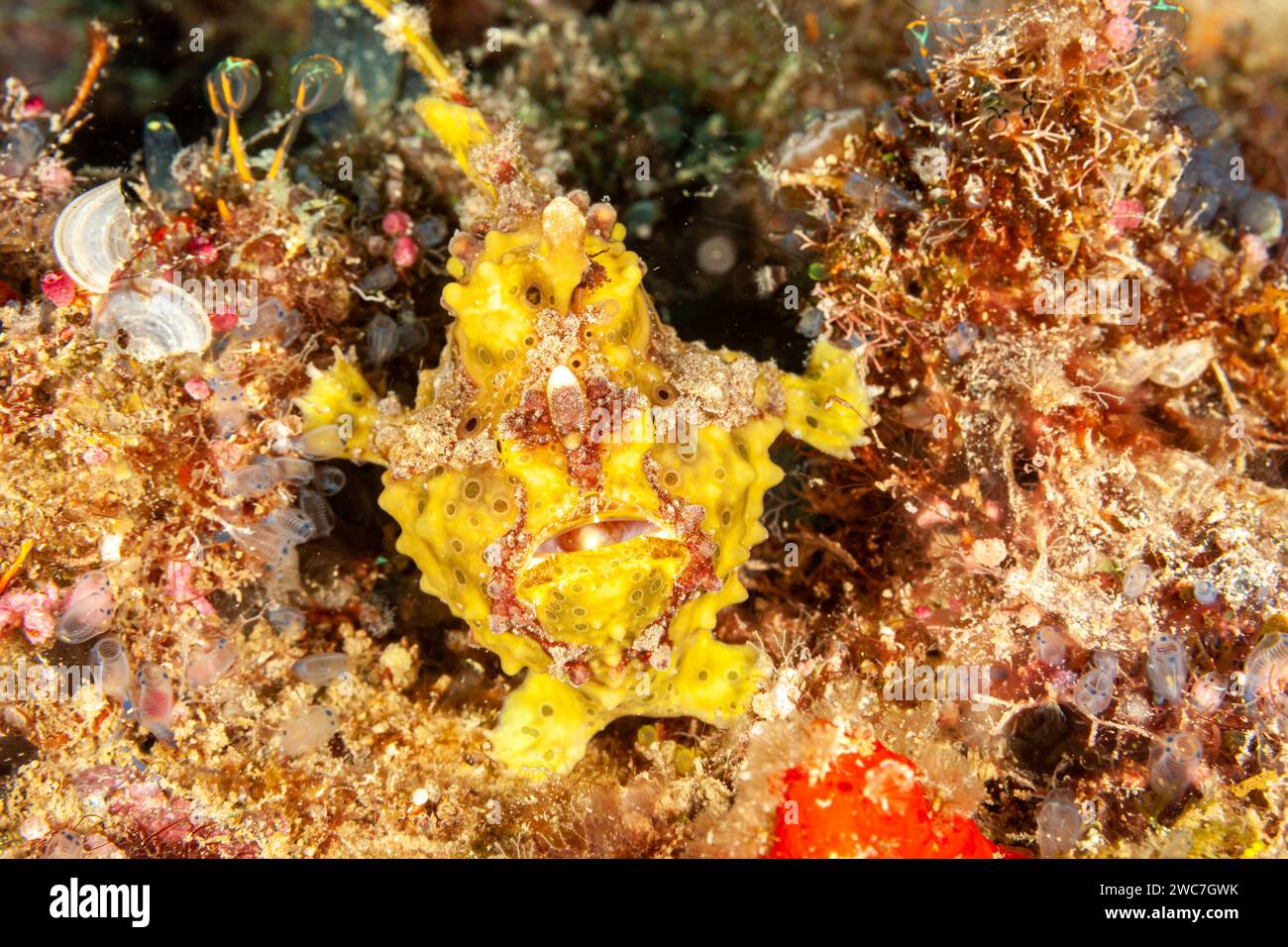 Malaysia, Sabah, Kapalai, Warty Frogfish, Clown Frogfish (Antennarius ...