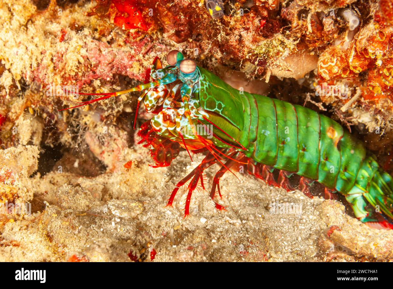 Malaysia, Sabah, Kapalai, Peacock Mantis Shrimp (Odontodactylus ...