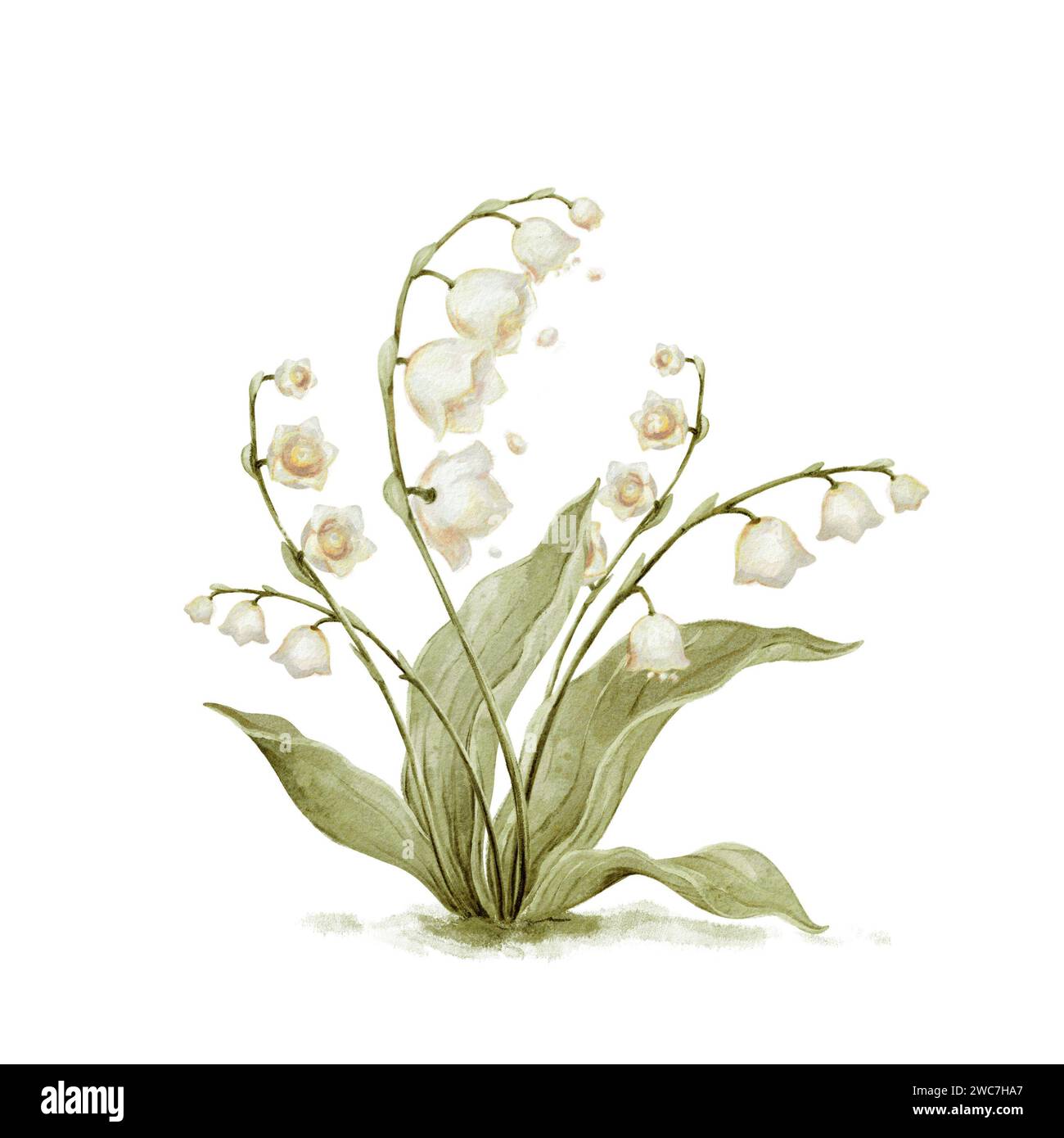 Lily Valley Flower Garden Watercolor Clipart. Flower Lily of the Valley Illustration. Garden ...