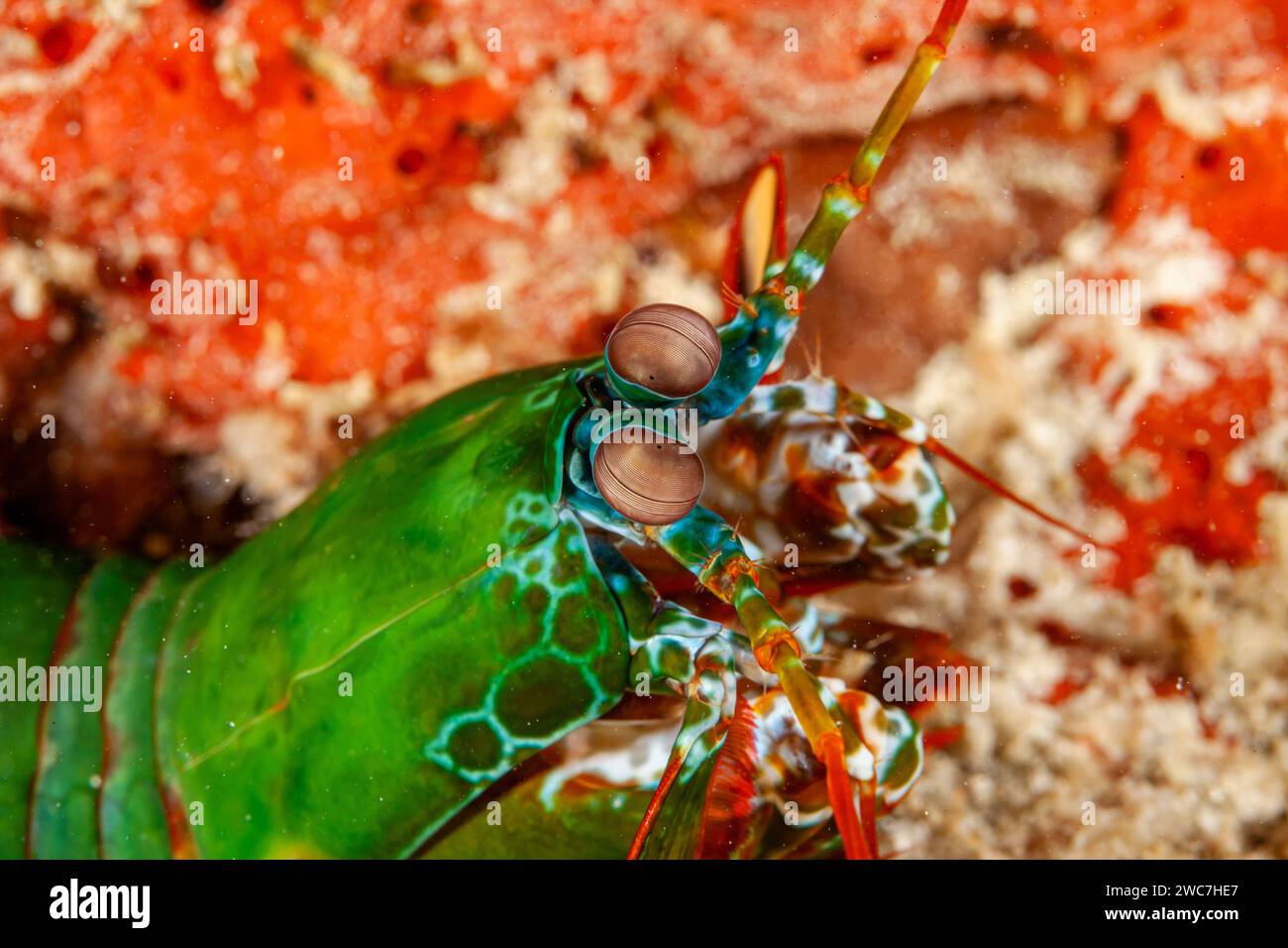 Malaysia, Sabah, Kapalai, Peacock Mantis Shrimp (Odontodactylus ...