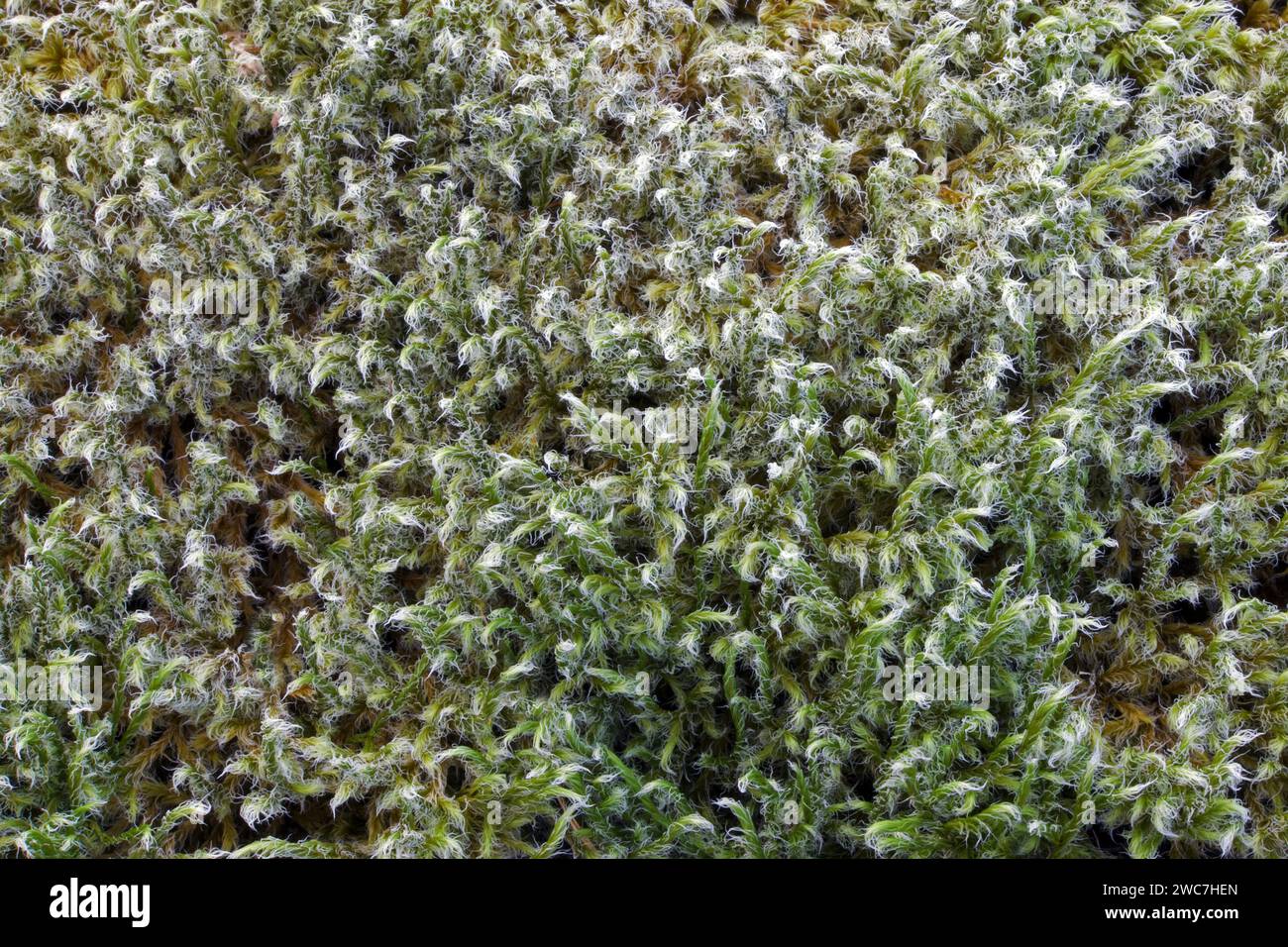 Tundra habitats hi-res stock photography and images - Alamy