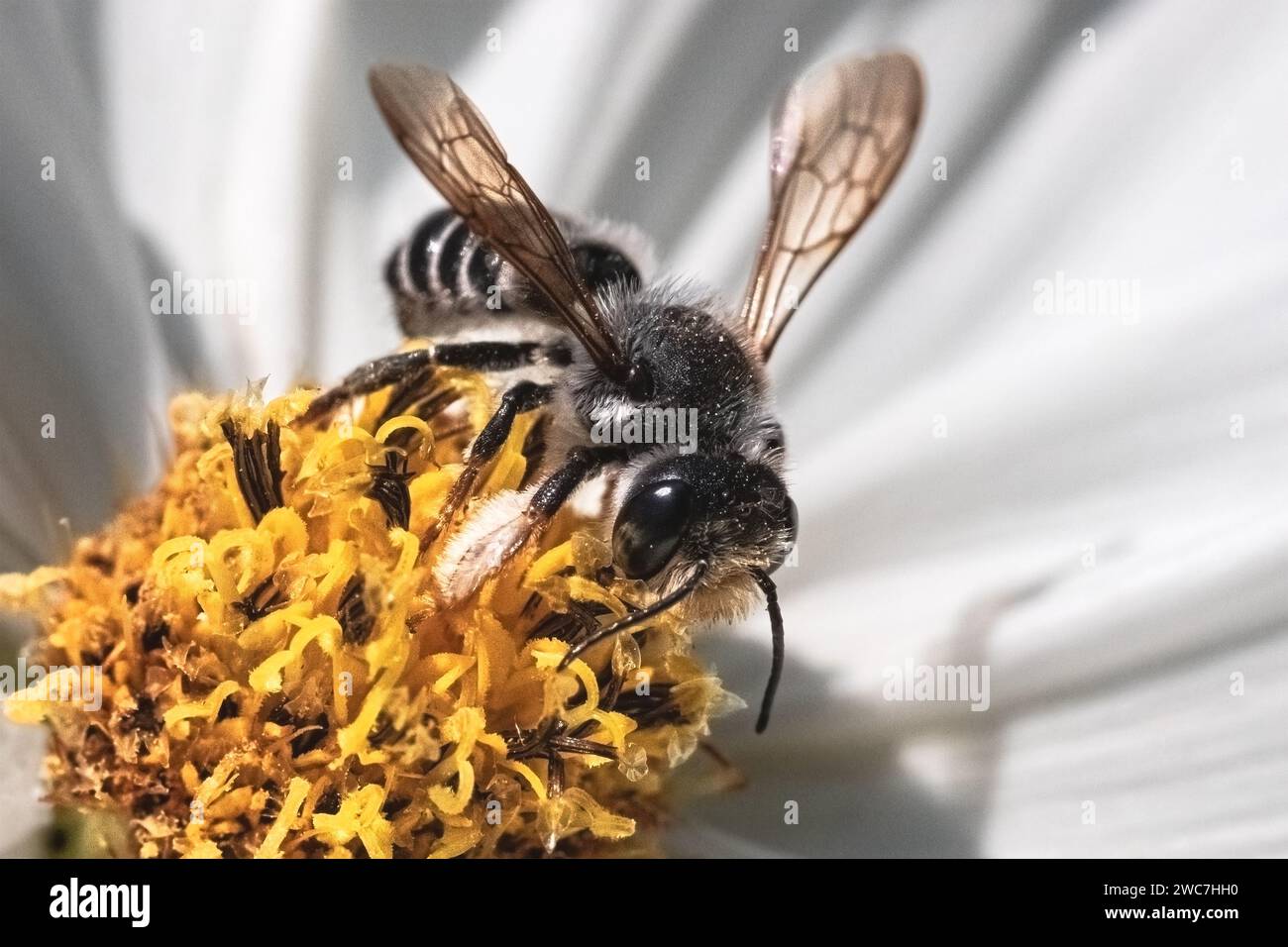 Close up of a native hairy Megachile Leafcutter Bee striped abdomen ...
