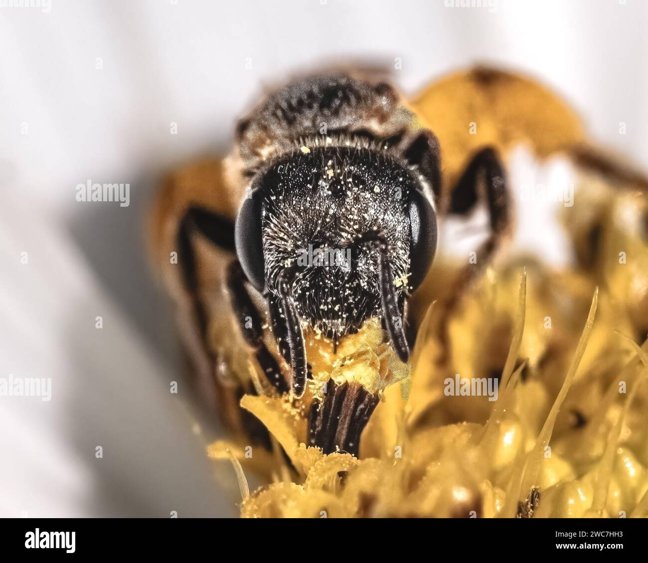 Extreme close up of a native tiny dark metallic Halictus Sweat Bee ...
