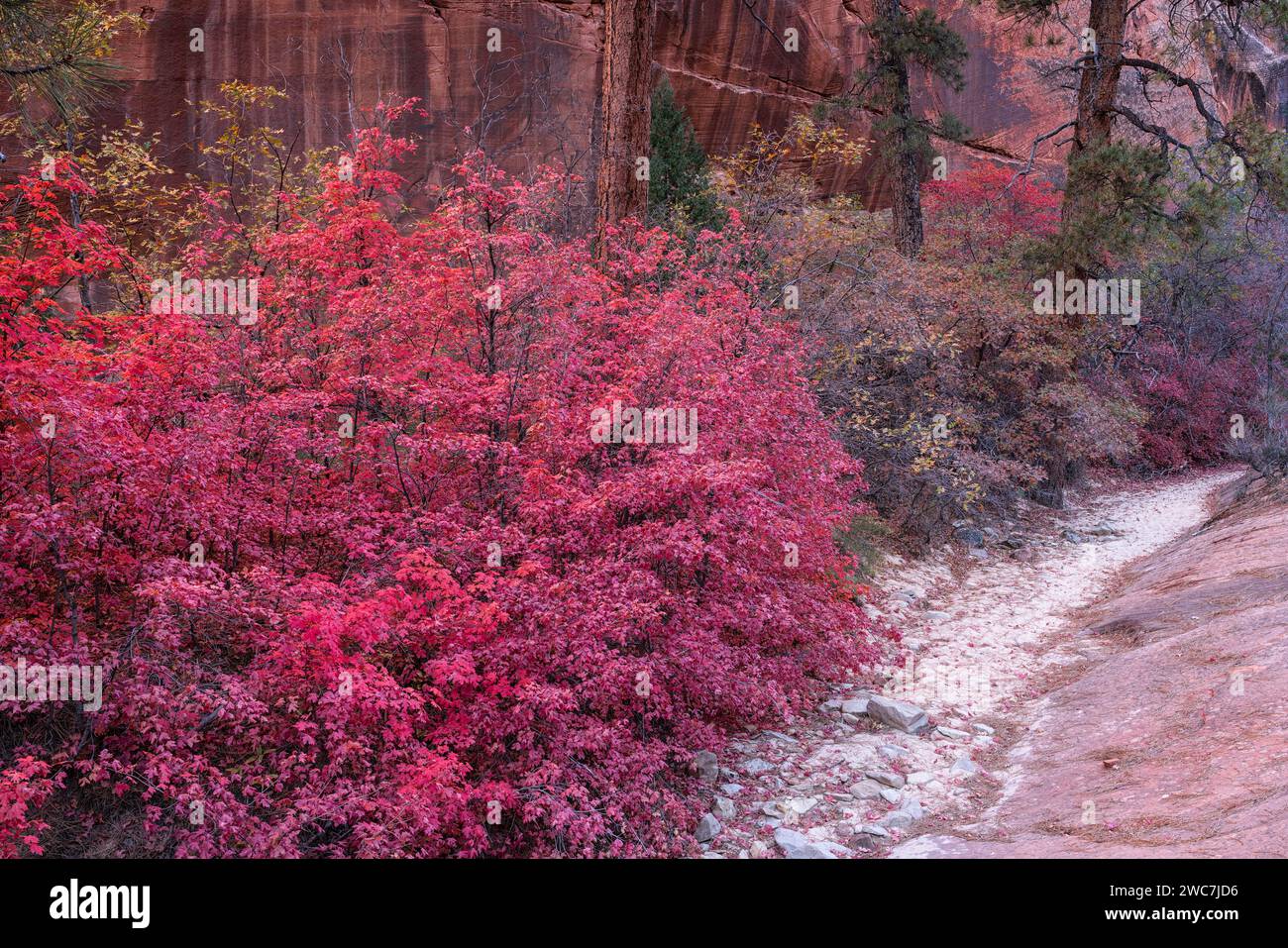 Majestic ponderosa pines and bigtooth maples during autumn in Zion ...