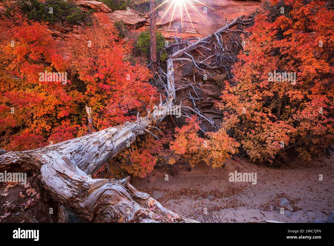 Shattered pine snag and bigtooth maples in the Clear Creek section of ...