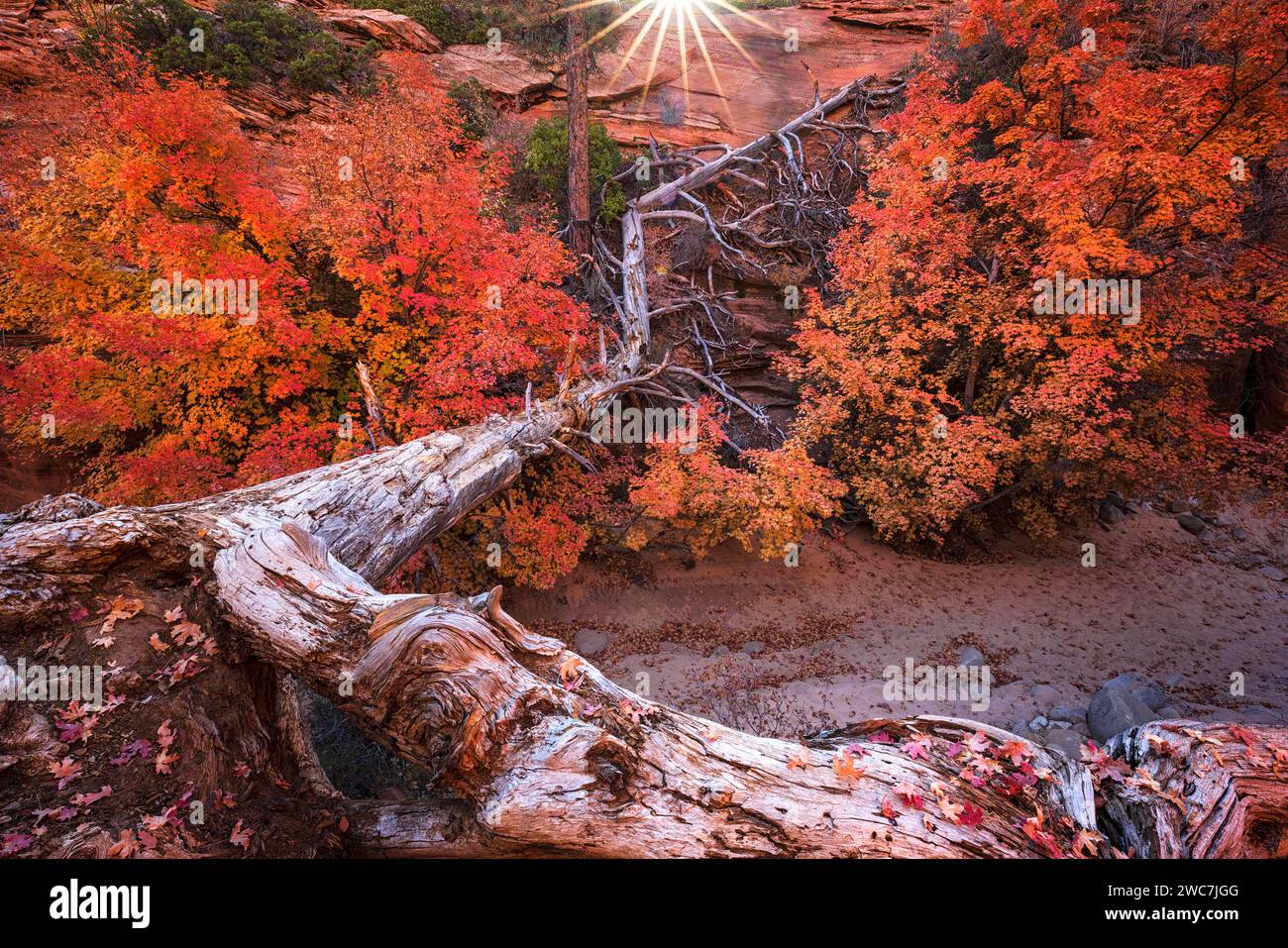 Shattered pine snag and bigtooth maples in the Clear Creek section of ...