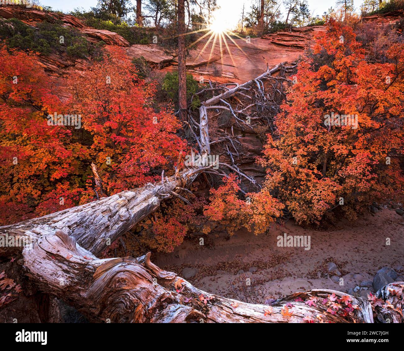 Shattered pine snag and bigtooth maples in the Clear Creek section of ...