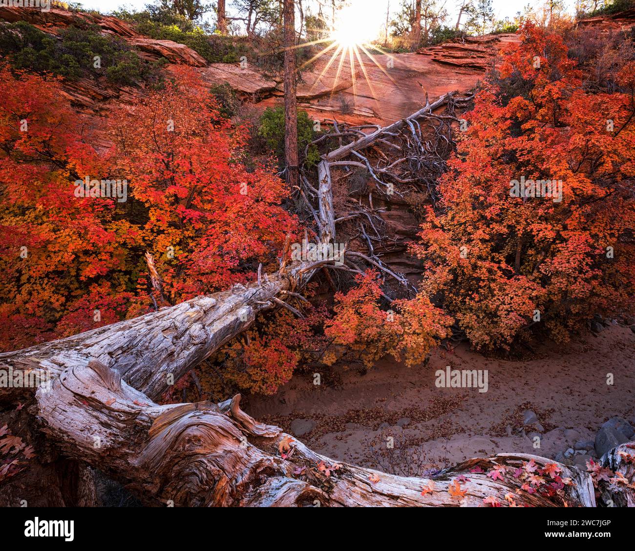 Shattered pine snag and bigtooth maples in the Clear Creek section of ...