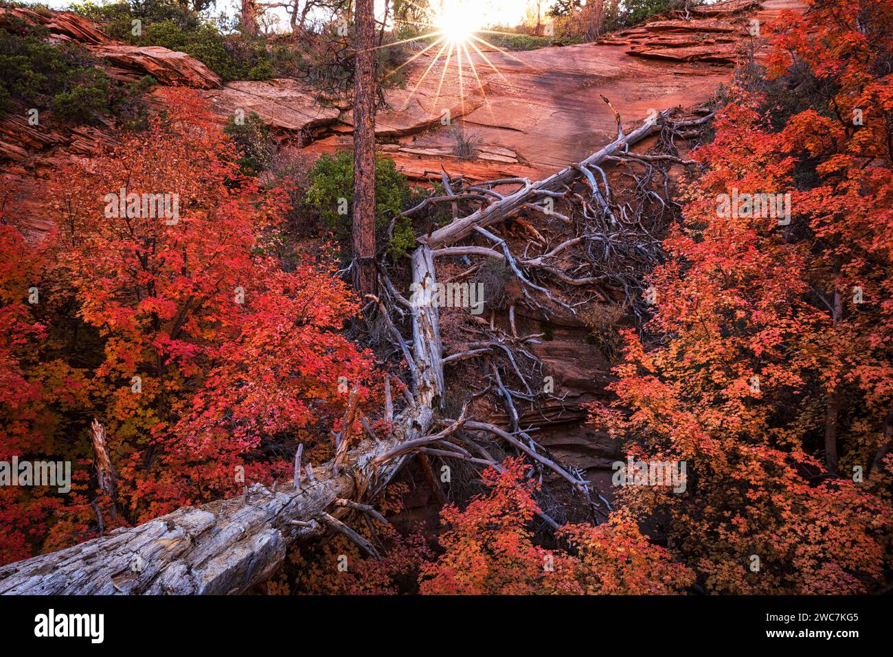 Shattered pine snag and bigtooth maples in the Clear Creek section of ...