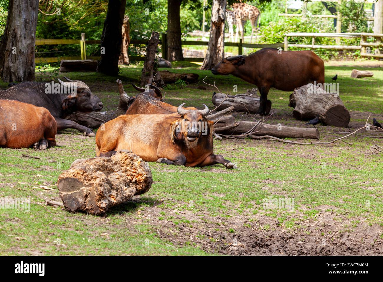 Chester zoo congo buffalo hi-res stock photography and images - Alamy