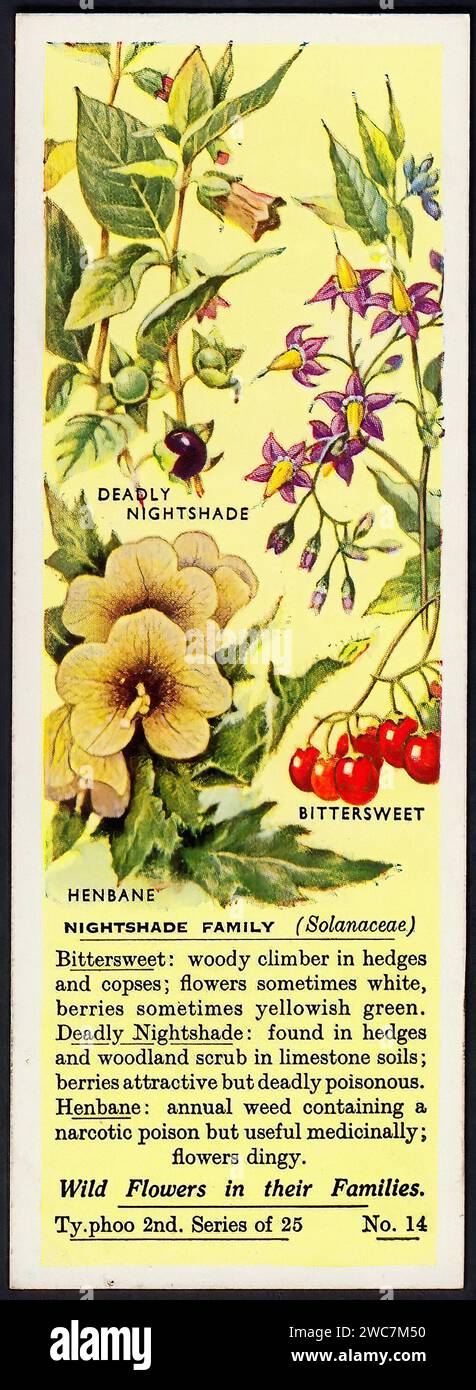 Nightshade Family - Vintage British Tradecard Illustration Stock Photo ...