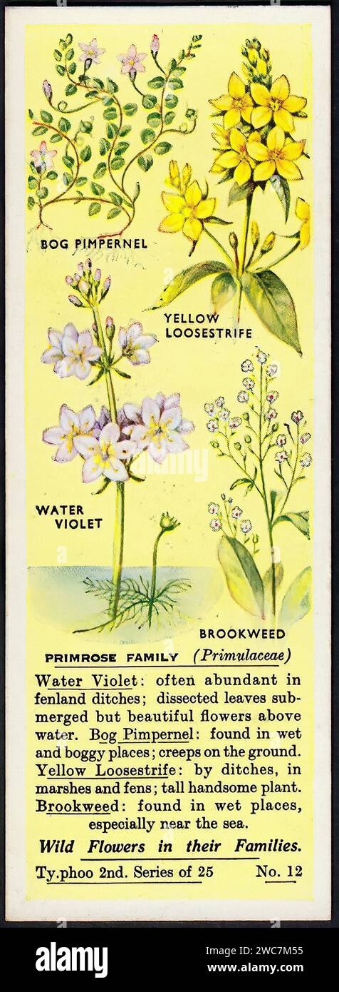 Primrose family hi-res stock photography and images - Alamy