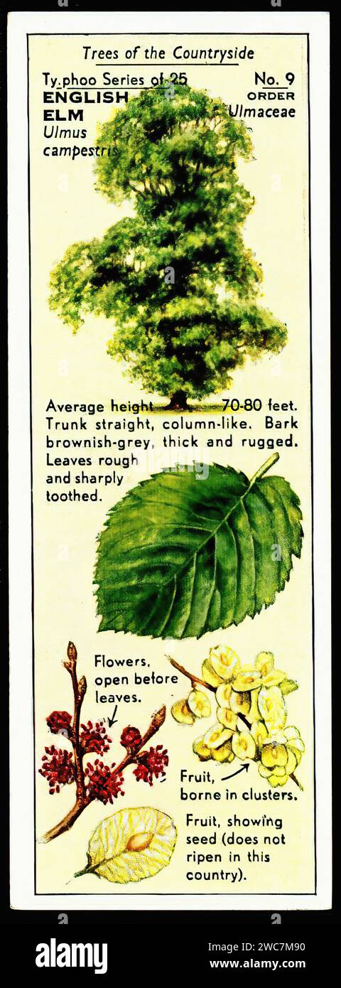 English Elm Tree - Vintage Typhoo Teacard Illustration Stock Photo - Alamy