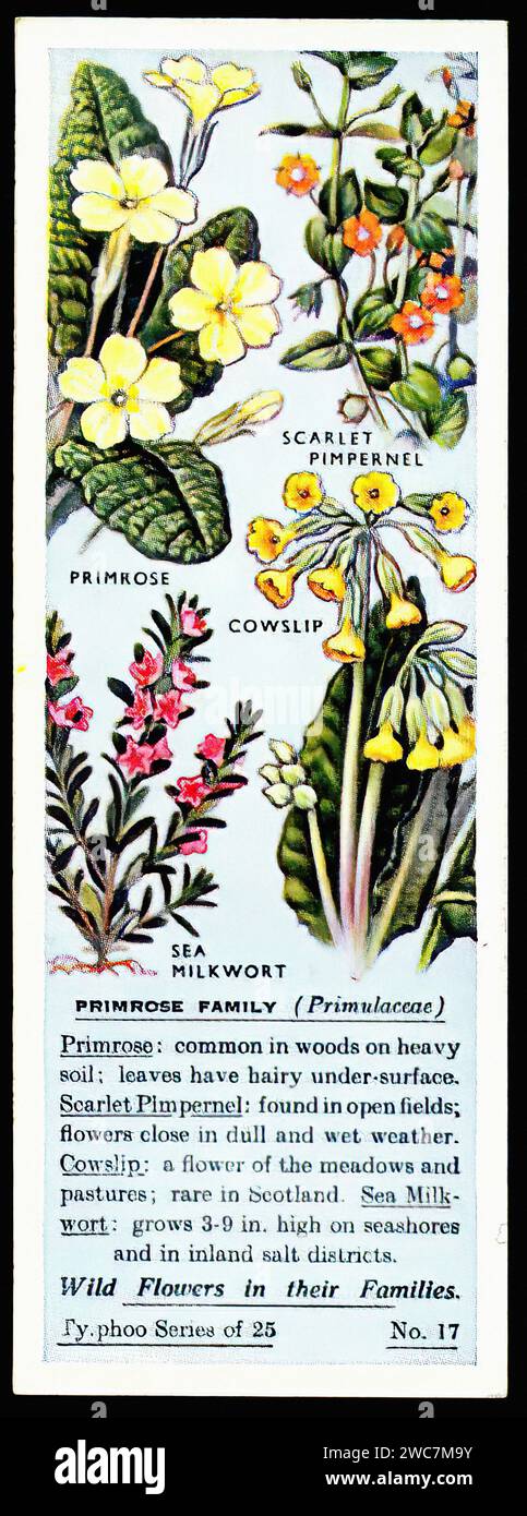 The Primrose Family - Vintage Tradecard Illustration Stock Photo - Alamy