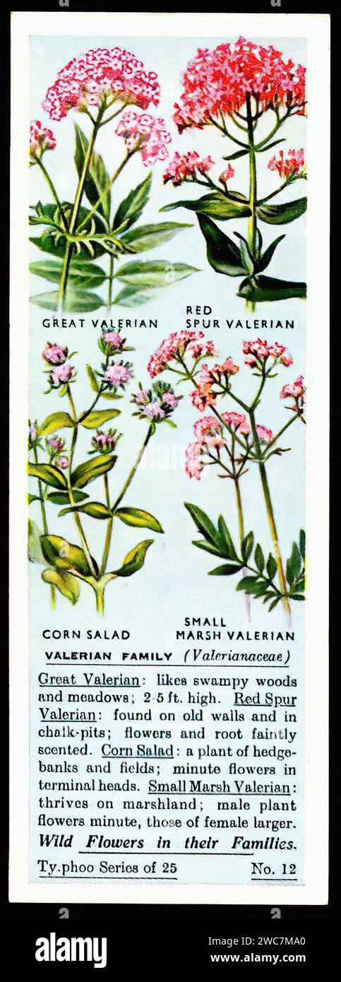 The Valerian Family - Vintage Tradecard Illustration Stock Photo - Alamy