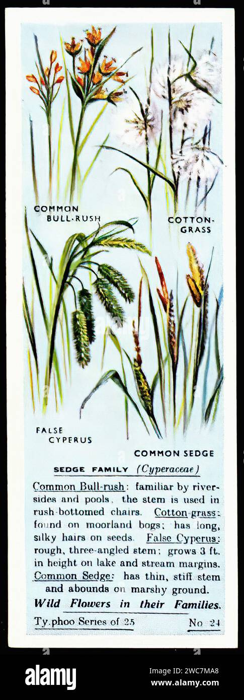 The Sedge Family - Vintage Tradecard Illustration Stock Photo - Alamy
