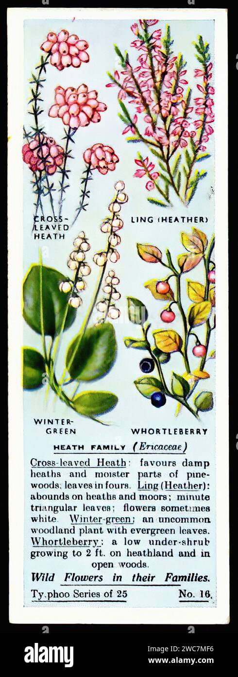 The Heath Family - Vintage Tradecard Illustration Stock Photo - Alamy