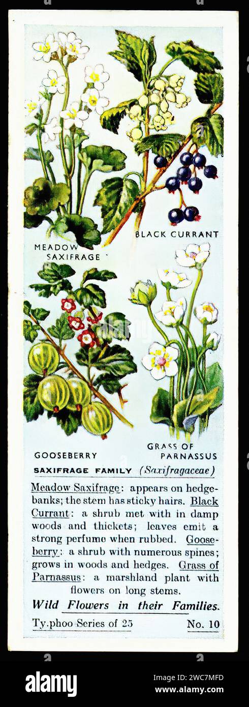 The Saxifrage Family - Vintage Tradecard Illustration Stock Photo - Alamy