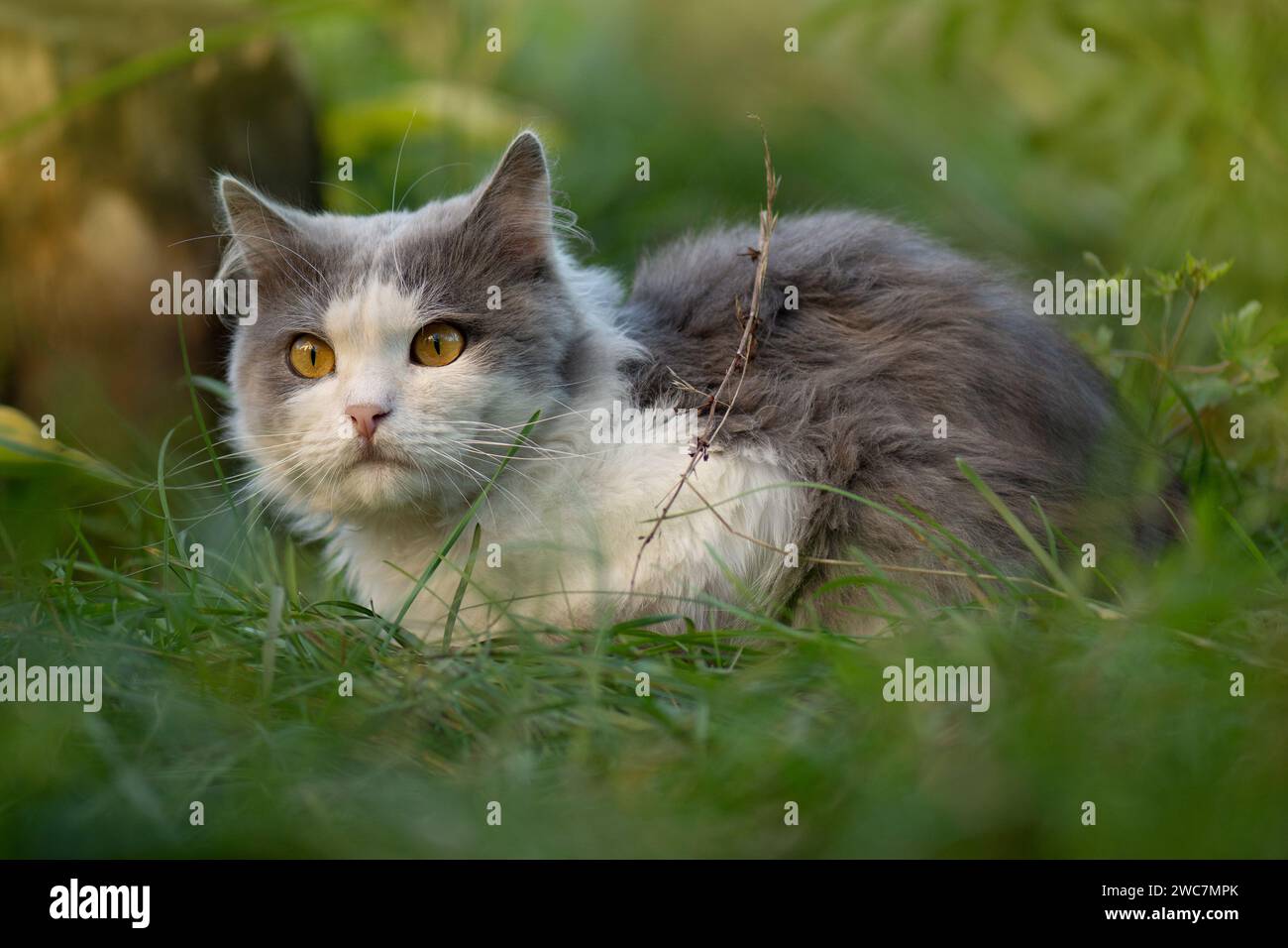 Cat to explore spaces outdoors. Adorable cat in the garden free to roam ...