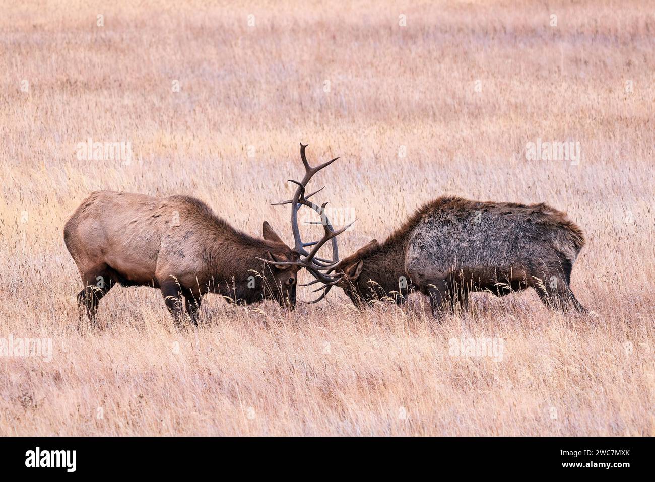 Two bull elk fight during the rut in Rocky Mountain National Park ...