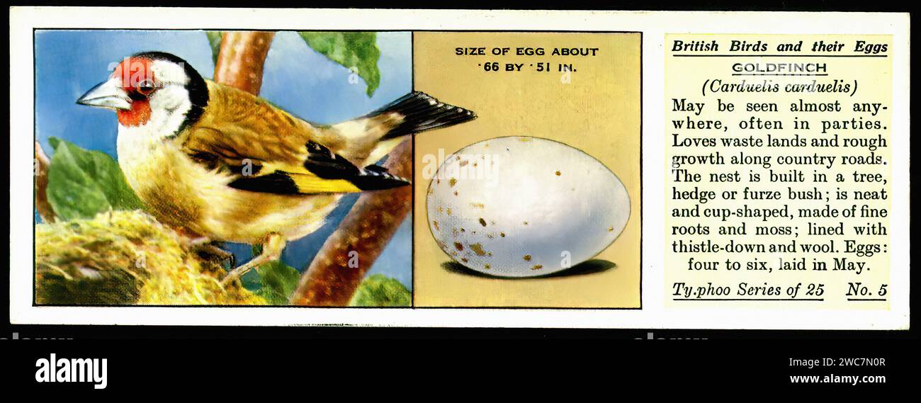 The Goldfinch - Vintage Typhoo Tea Card Illustration Stock Photo - Alamy