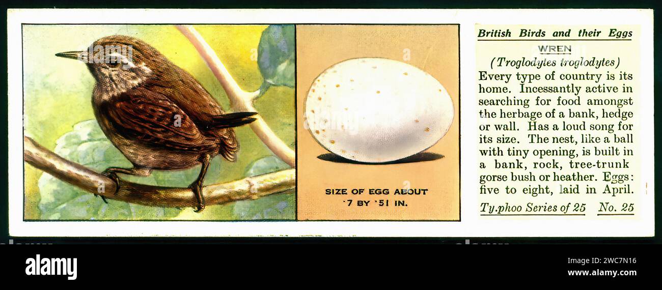 The Wren - Vintage Typhoo Tea Card Illustration Stock Photo - Alamy