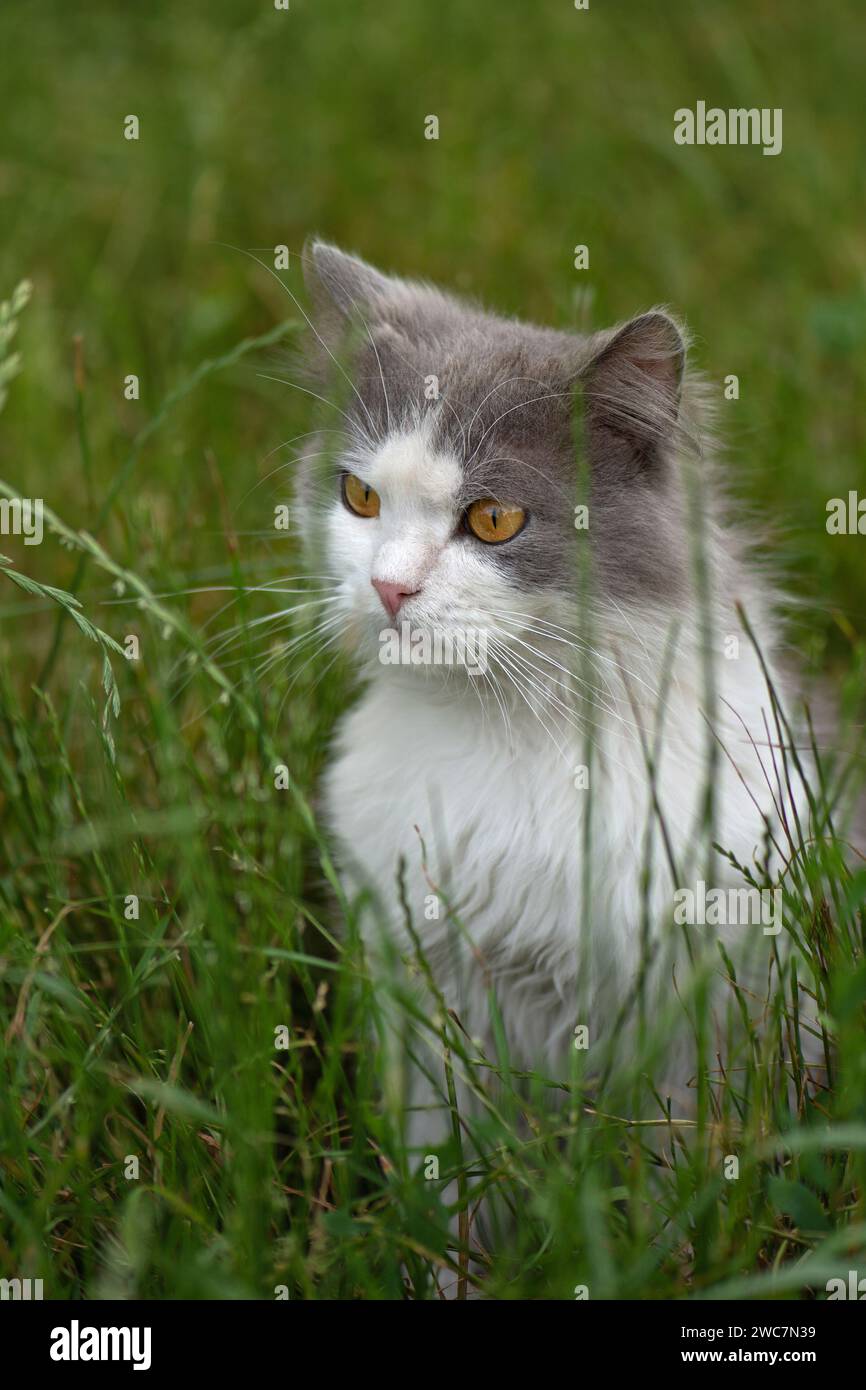 Outdoor life of inquisitive cats exploring the garden. Inquisitive cat ...