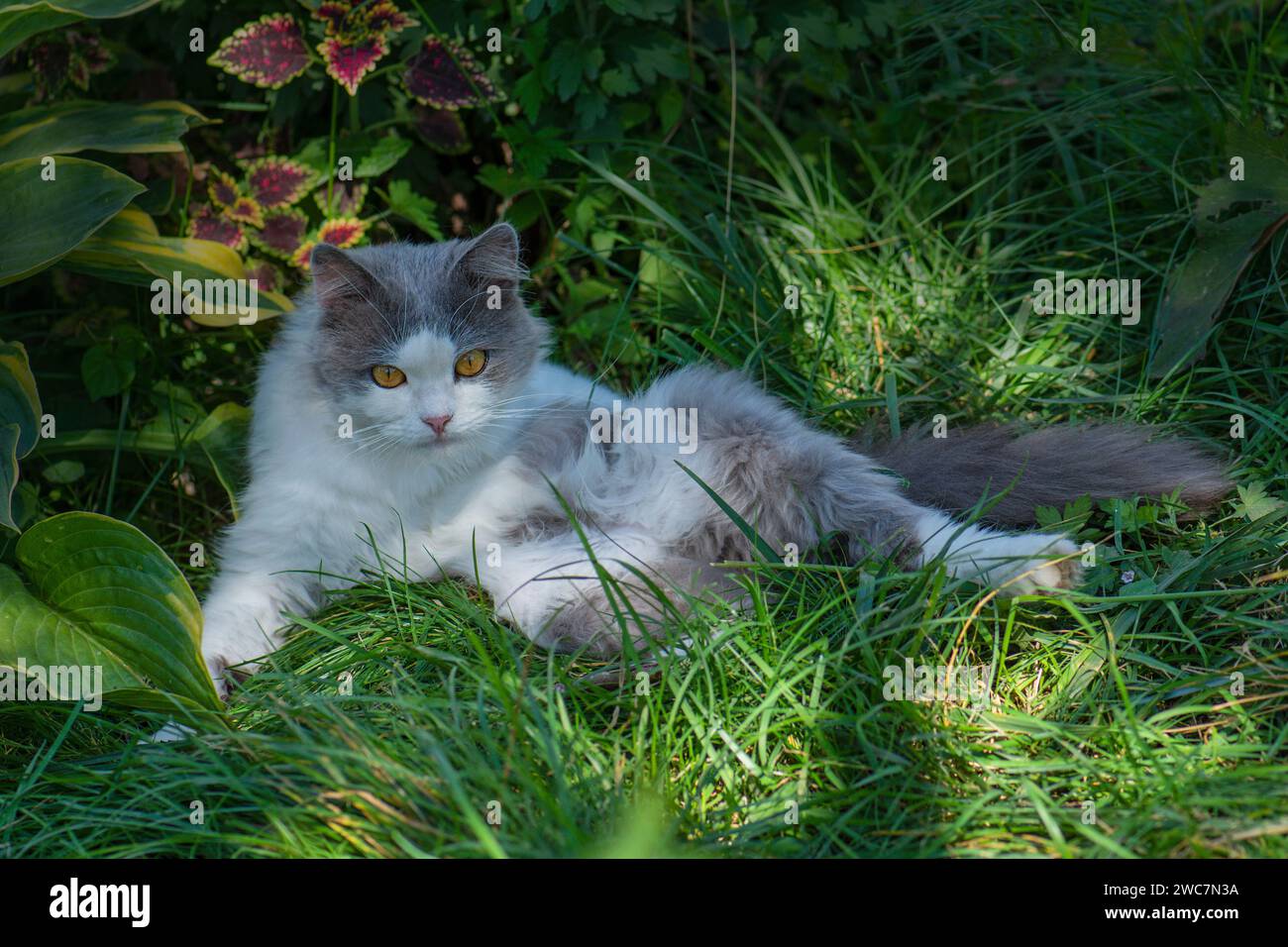 Benefits of walking outside hi-res stock photography and images - Alamy