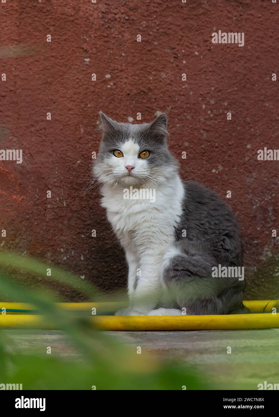Adult village cat on farm. Ukrainian country life Stock Photo - Alamy