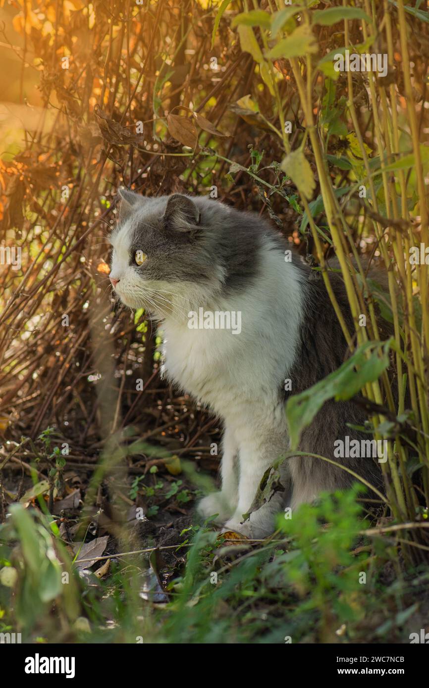 Fluffy cat in autumn park watches the fall of leaves. Cat playing in ...