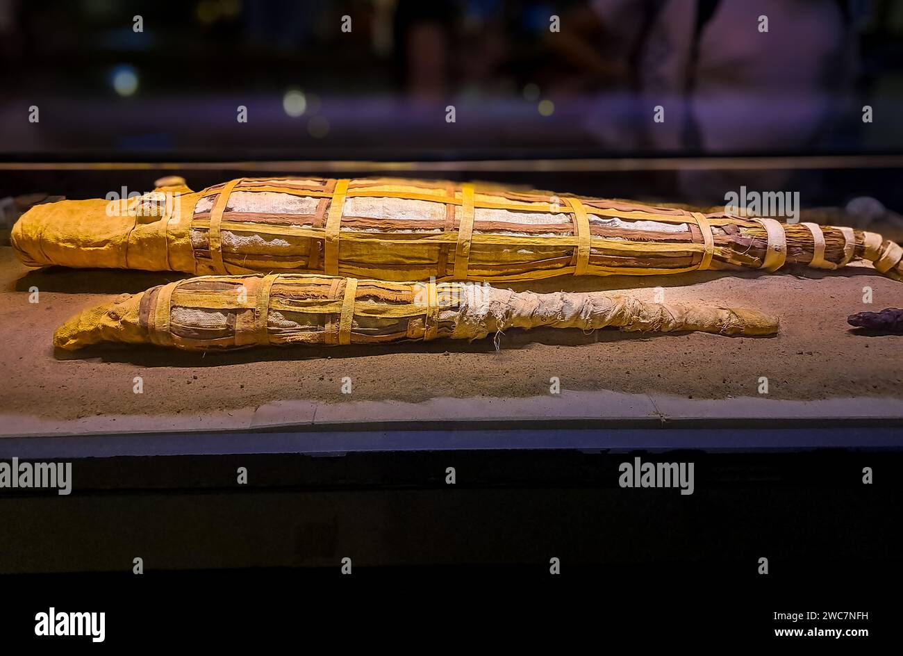 The Crocodile Museum is located next to the Kom Ombo temple. Crocodile ...