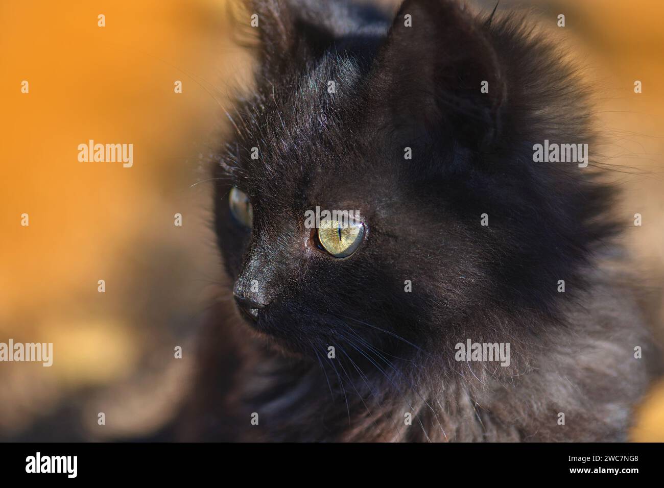 Fluffy cat in autumn park watches the fall of leaves. Cat playing in ...