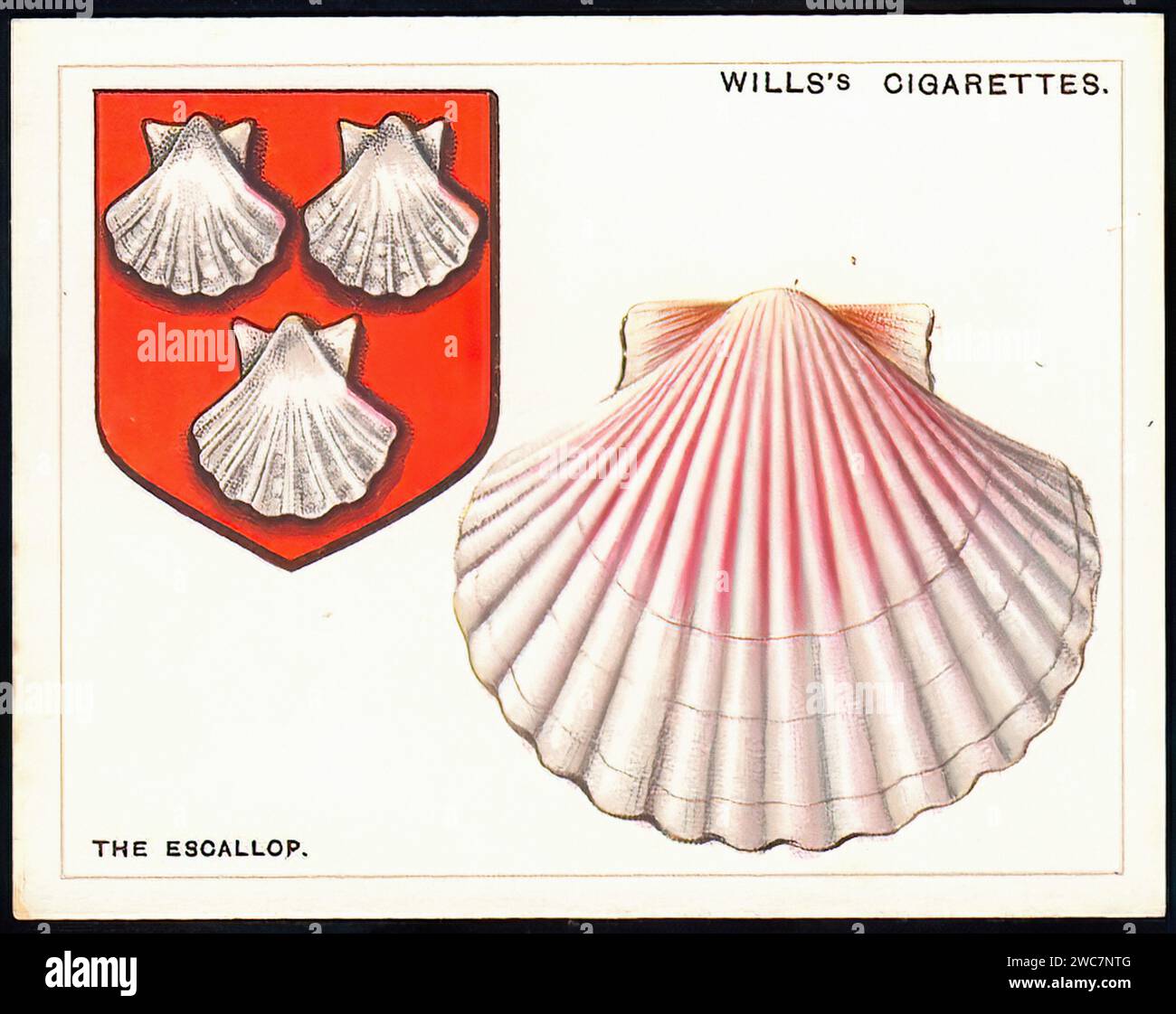 The Escallop - Vintage Cigarette Card Illustration Stock Photo - Alamy
