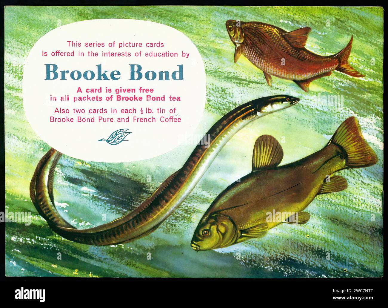 Freshwater Fish - Vintage Tradecard Album Back Illustration Stock Photo ...