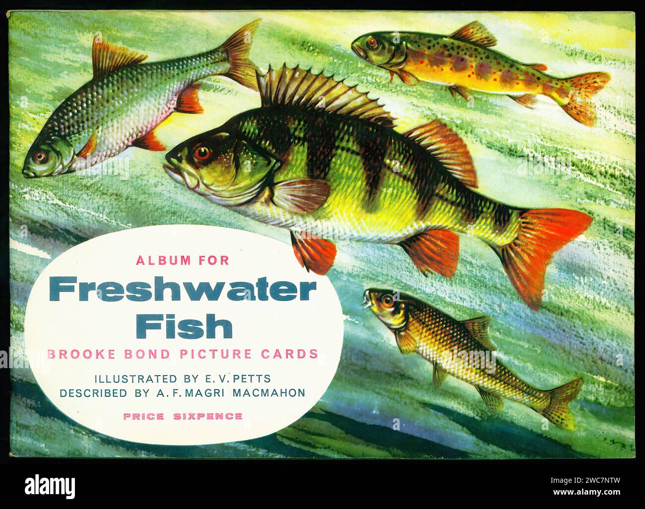 Freshwater Fish - Vintage Tradecard Album Front Illustration Stock ...