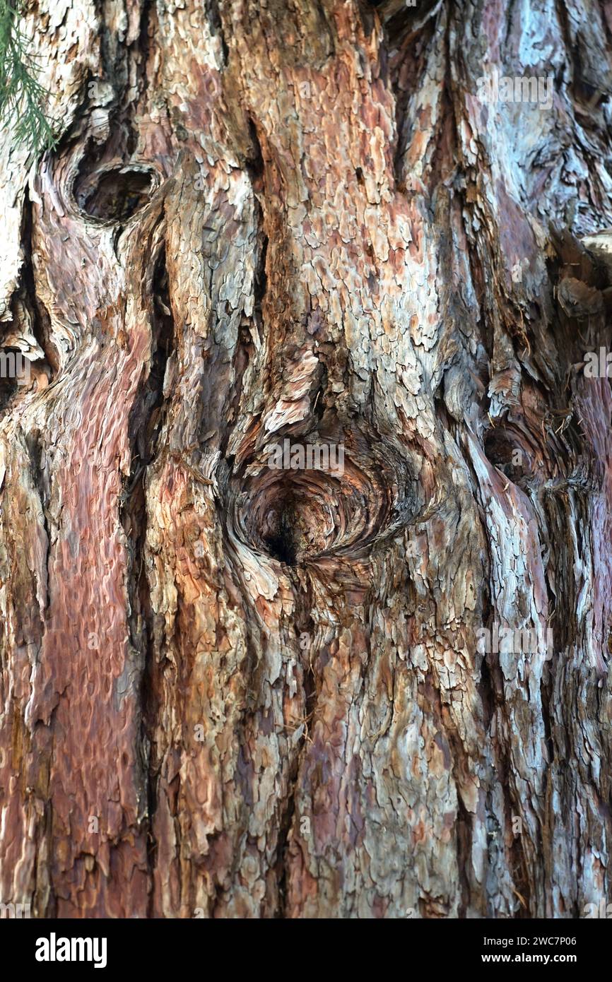Texture of old dry tree bark with various color tones Stock Photo - Alamy