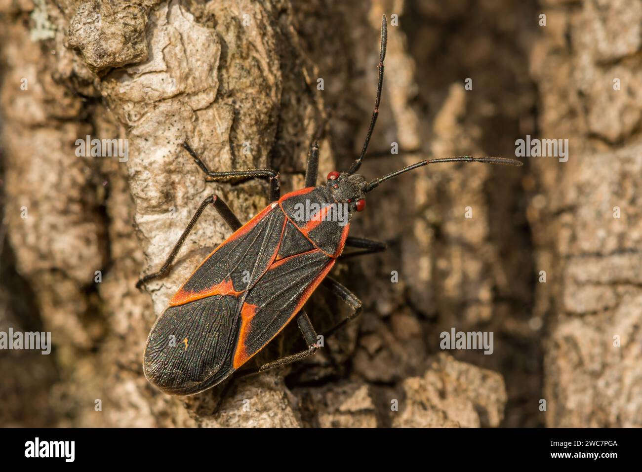 Boxelder Bug - Boisea trivittata Stock Photo - Alamy