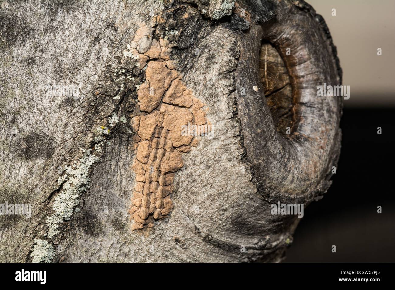 Spotted Lanternfly Egg Mass - Lycorma delicatula Stock Photo - Alamy