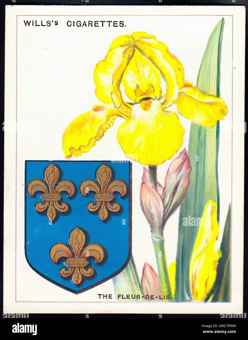 The Fleur-de-Lis - Vintage Cigarette Card Illustration Stock Photo - Alamy