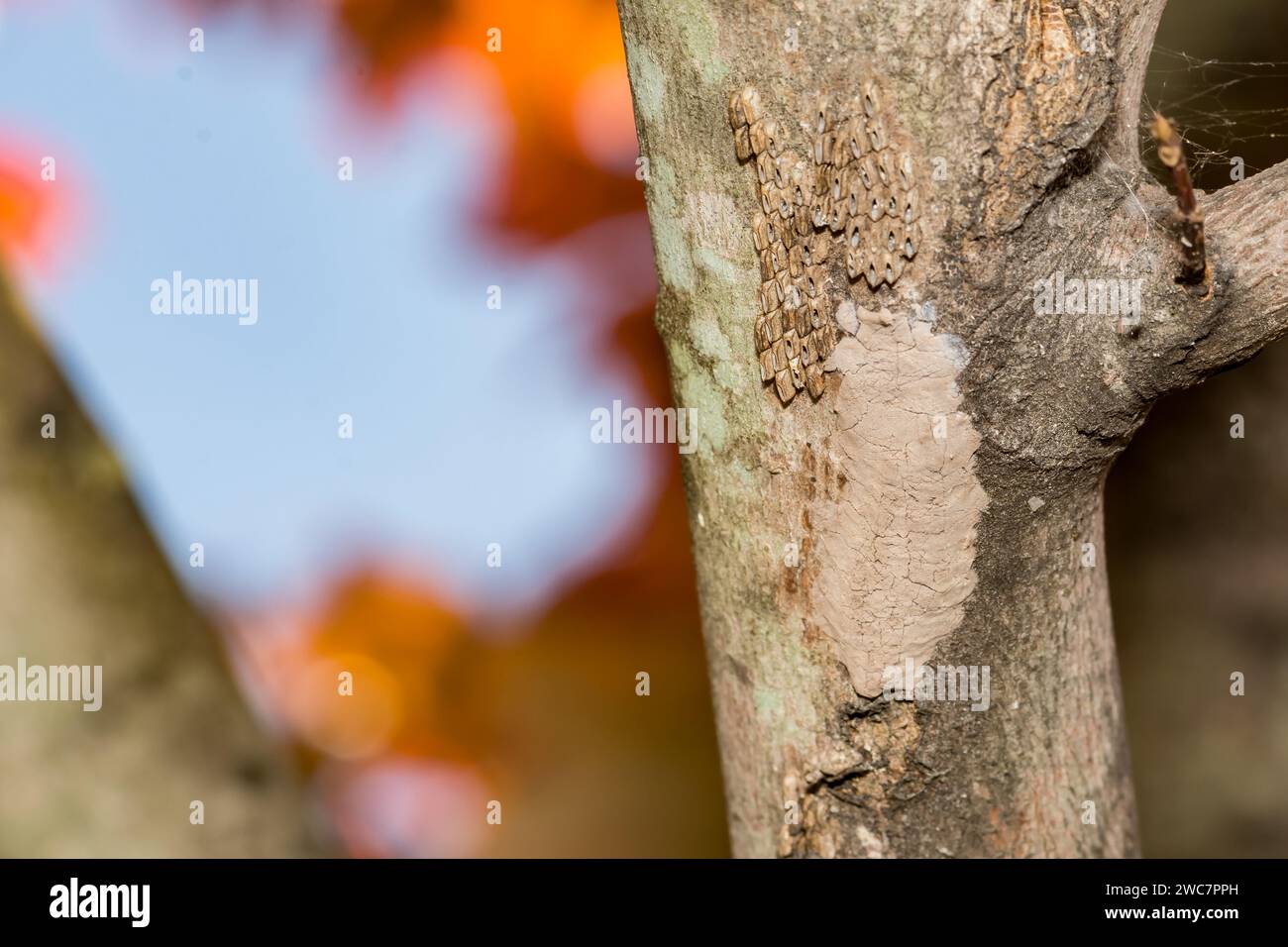 Spotted Lanternfly Egg Mass - Lycorma delicatula Stock Photo - Alamy
