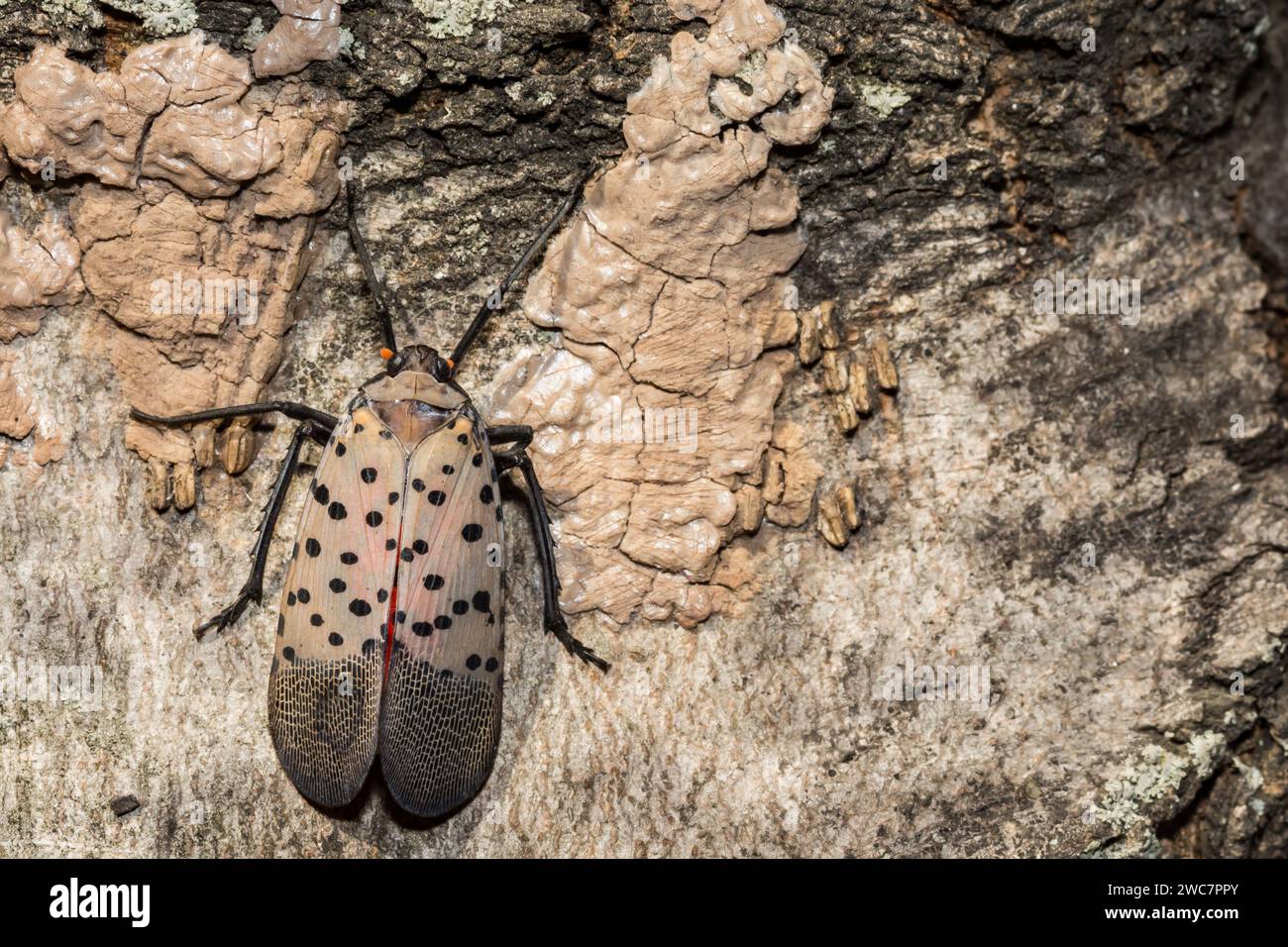 Spotted Lanternfly Egg Mass - Lycorma delicatula Stock Photo - Alamy