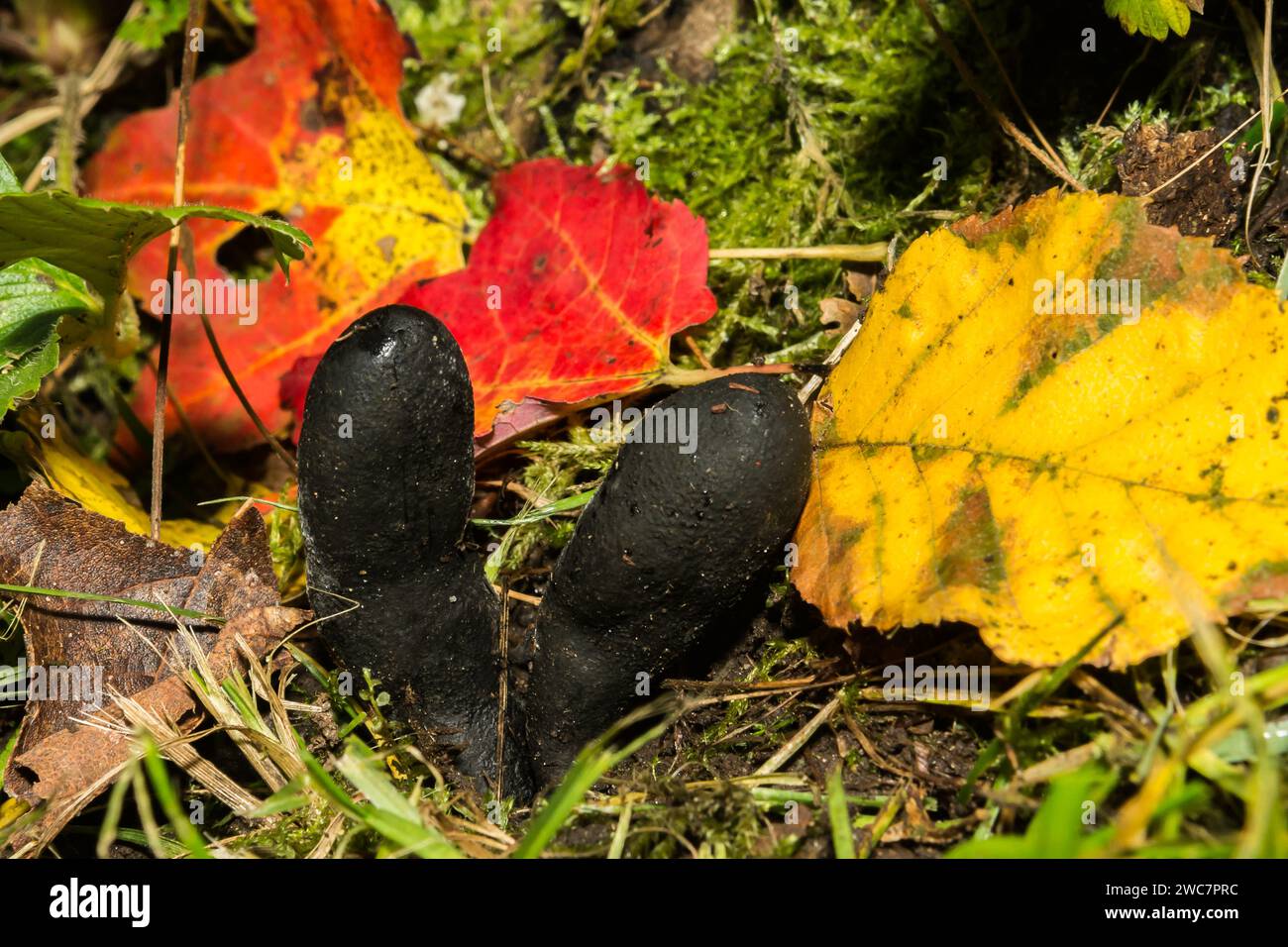 Xylaria Polymorpha The Ultimate Mushroom Guide Fungi Fanatics
