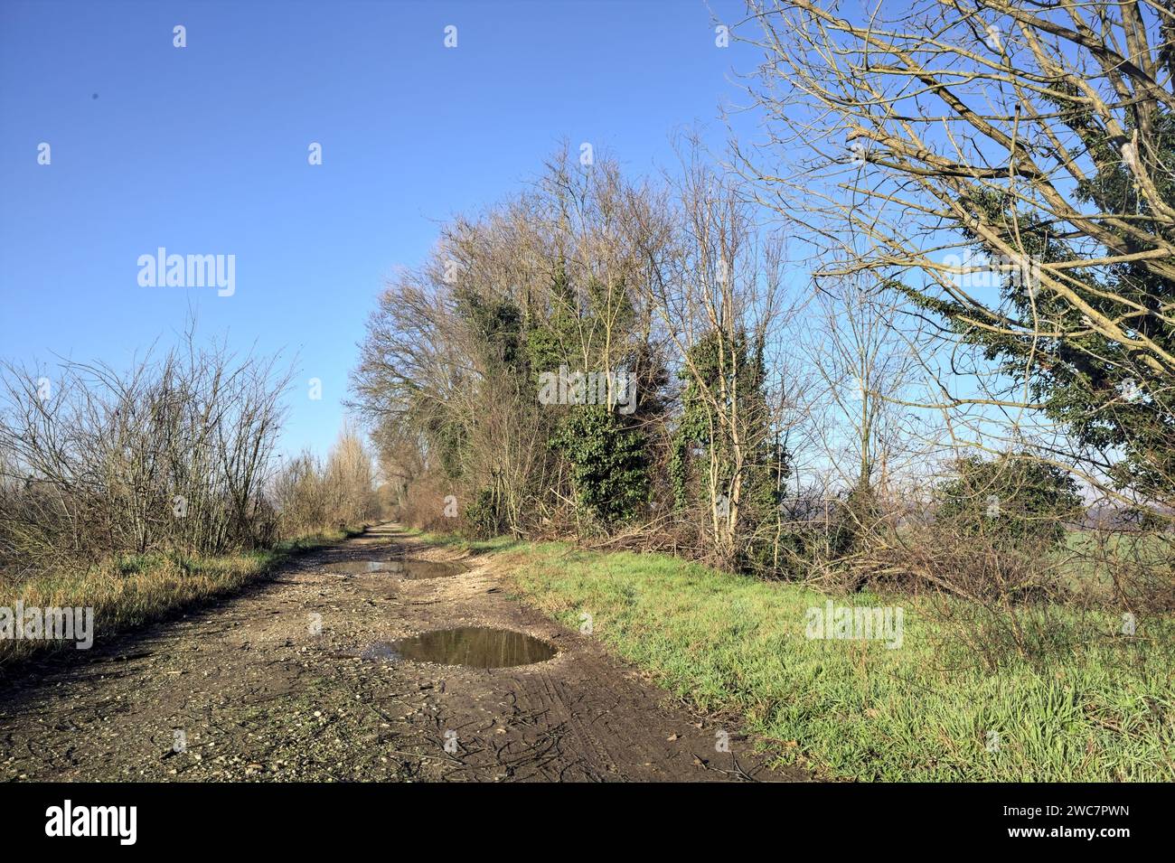Dirt path with puddles bordered by trees Stock Photo - Alamy