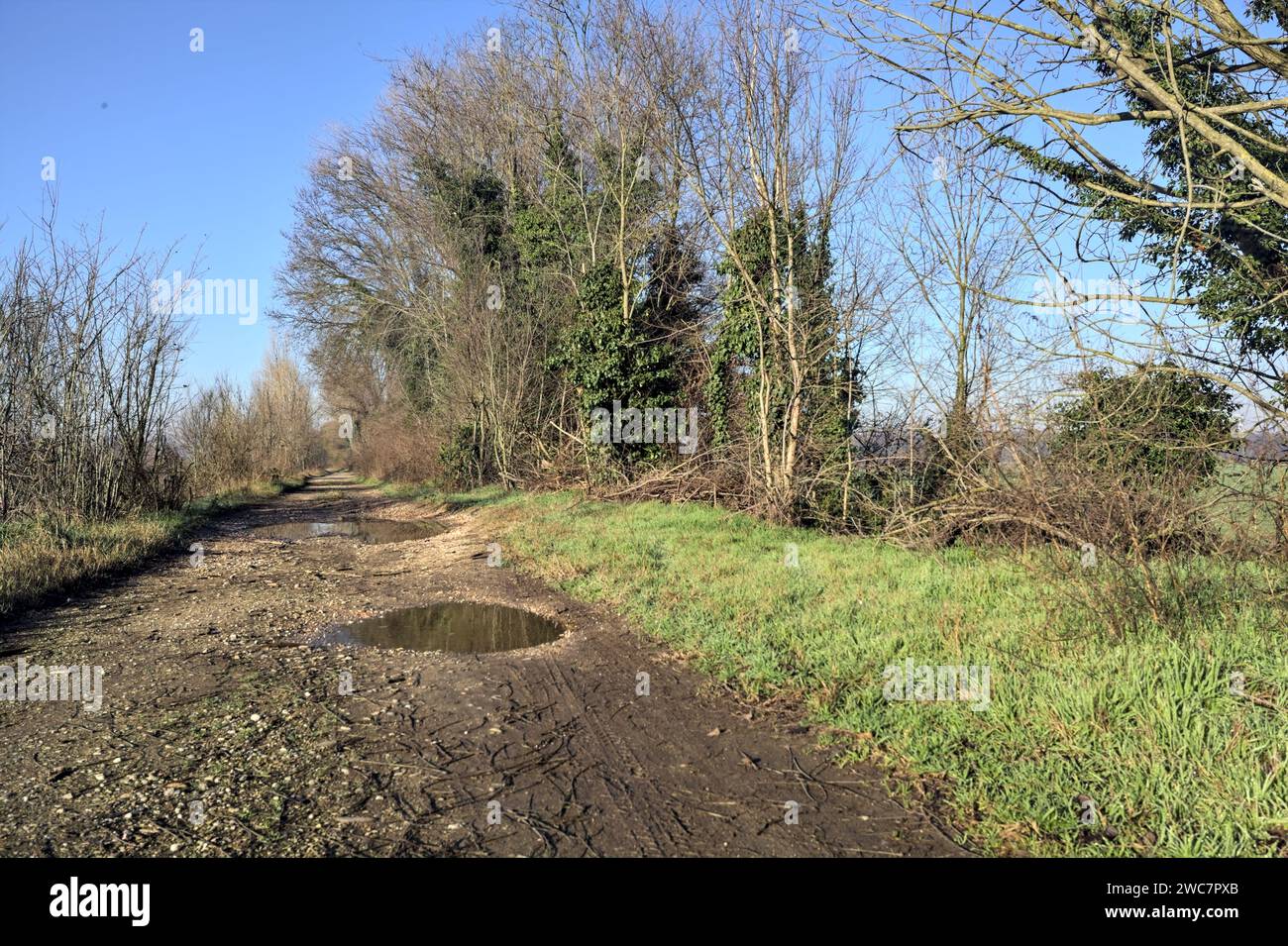 Dirt path with puddles bordered by trees Stock Photo - Alamy